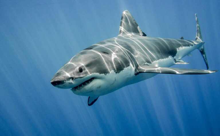The Largest Male White Shark Ever Seen Is Heading for One of the Most ...